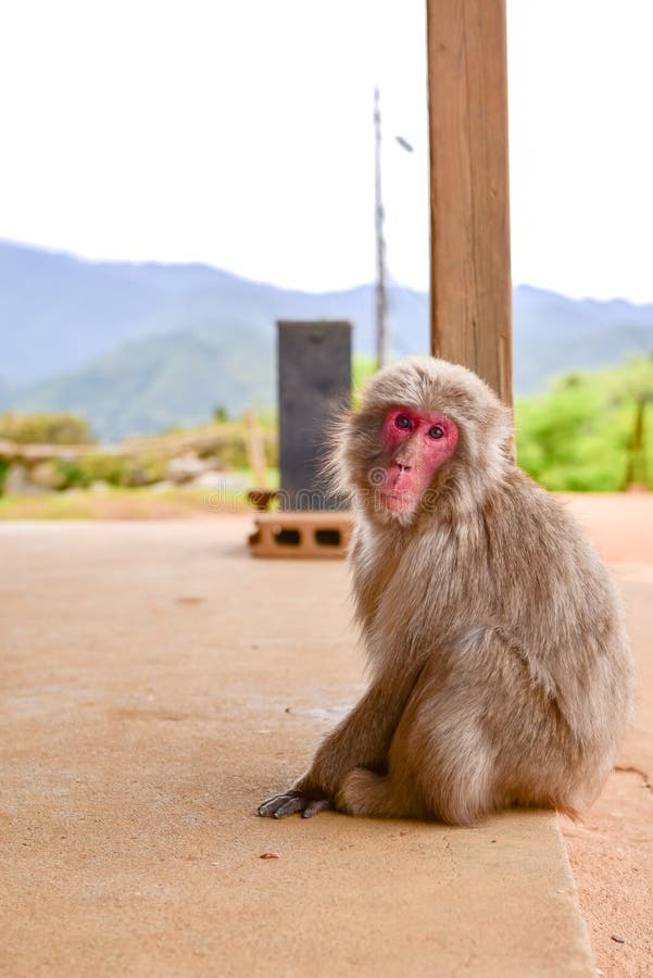 Macaca fuscata foto de archivo. Imagen de gris, pista - 185069636