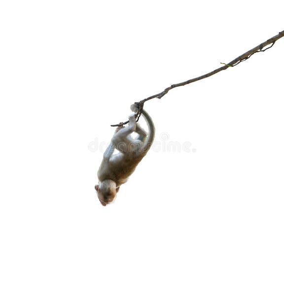 Macaca or Monkey is Hanging Upside Down Posture from a Tree Branch ...