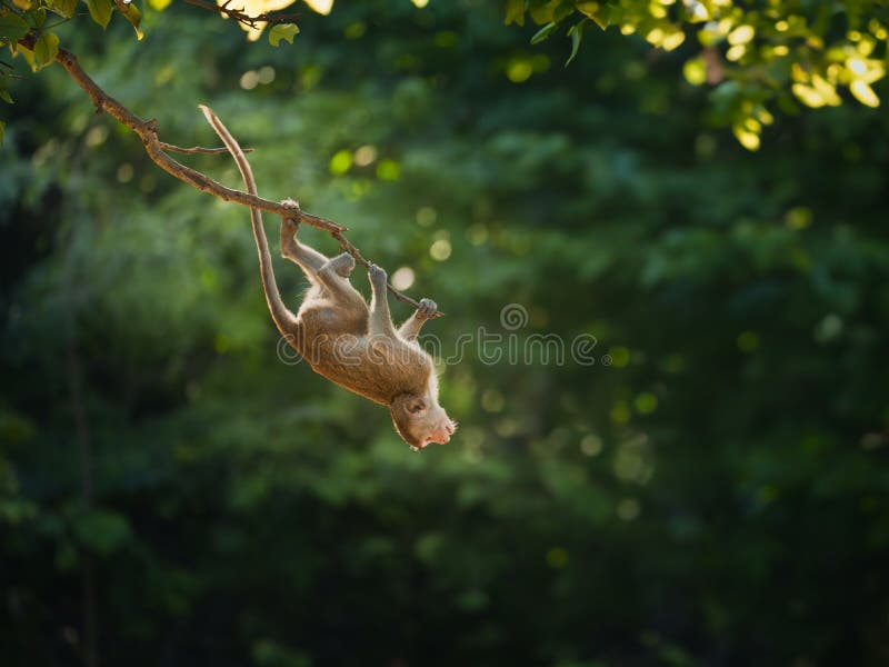 Macaca or Monkey is Hanging Upside Down Posture from a Tree Branch ...