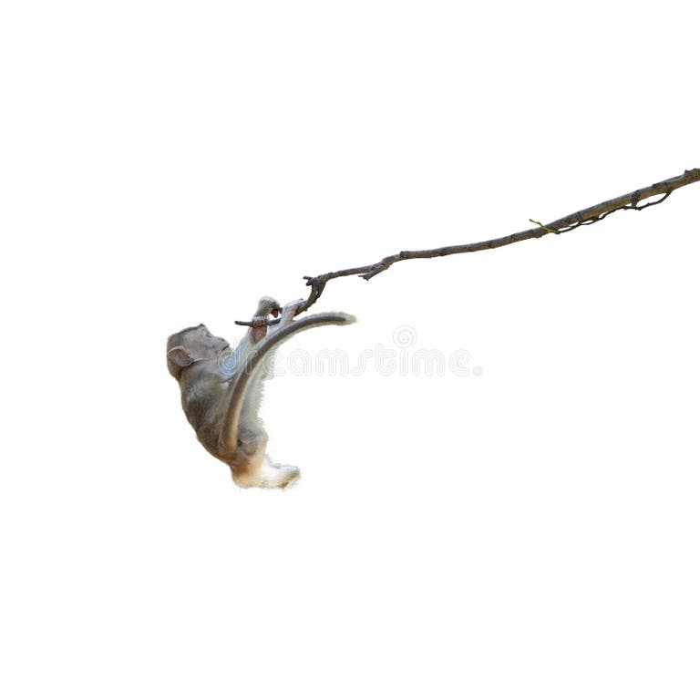 Macaca or Monkey is Hanging Upside Down Posture from a Tree Branch ...