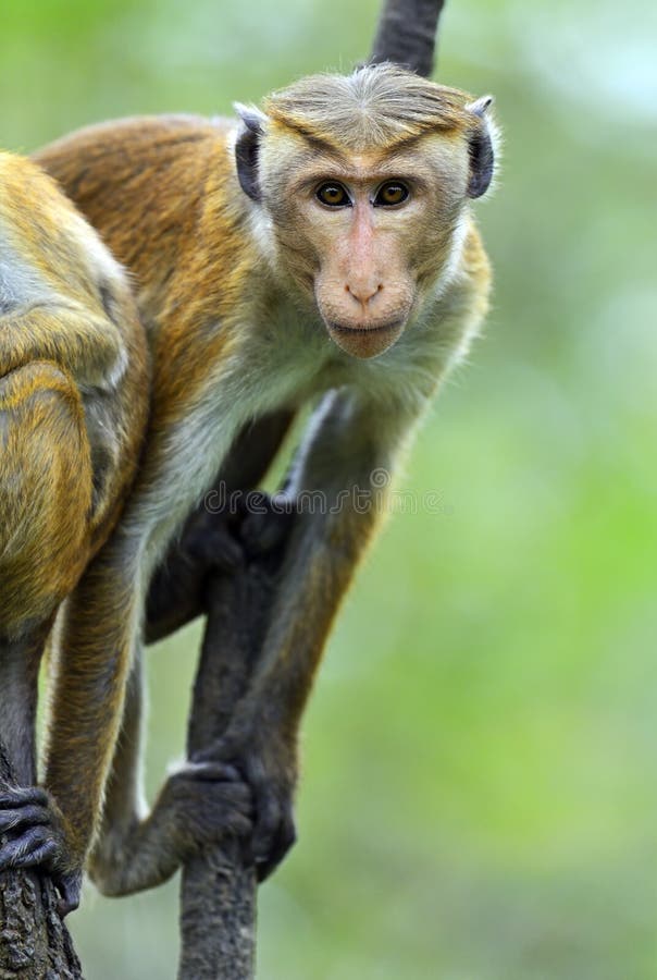 Macaca stock photo. Image of temple, animals, island - 49758278