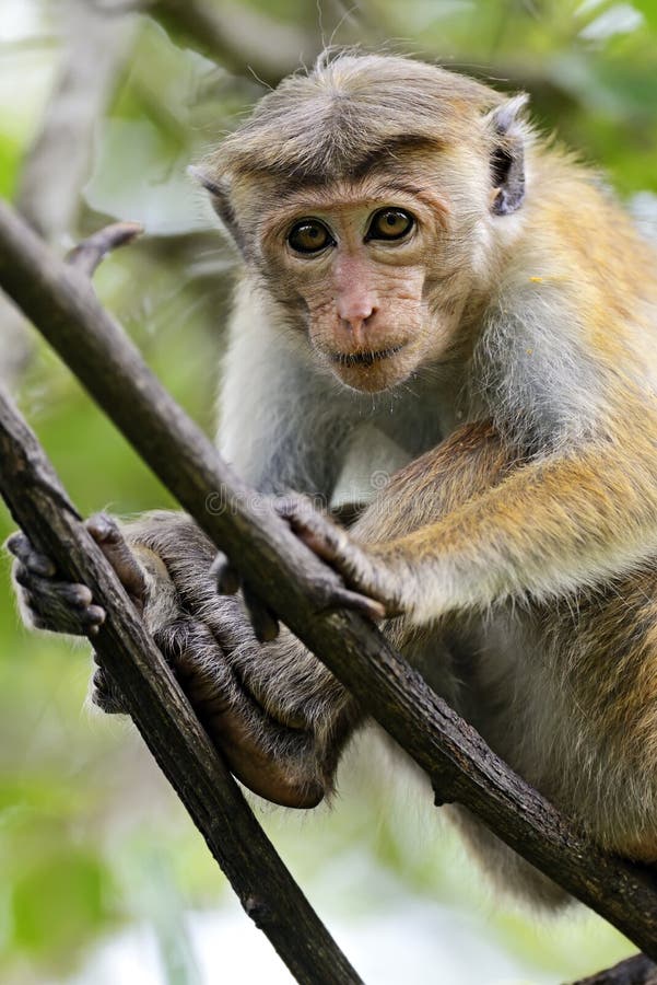 Macaca stock image. Image of monkey, animal, wildlife - 50963359