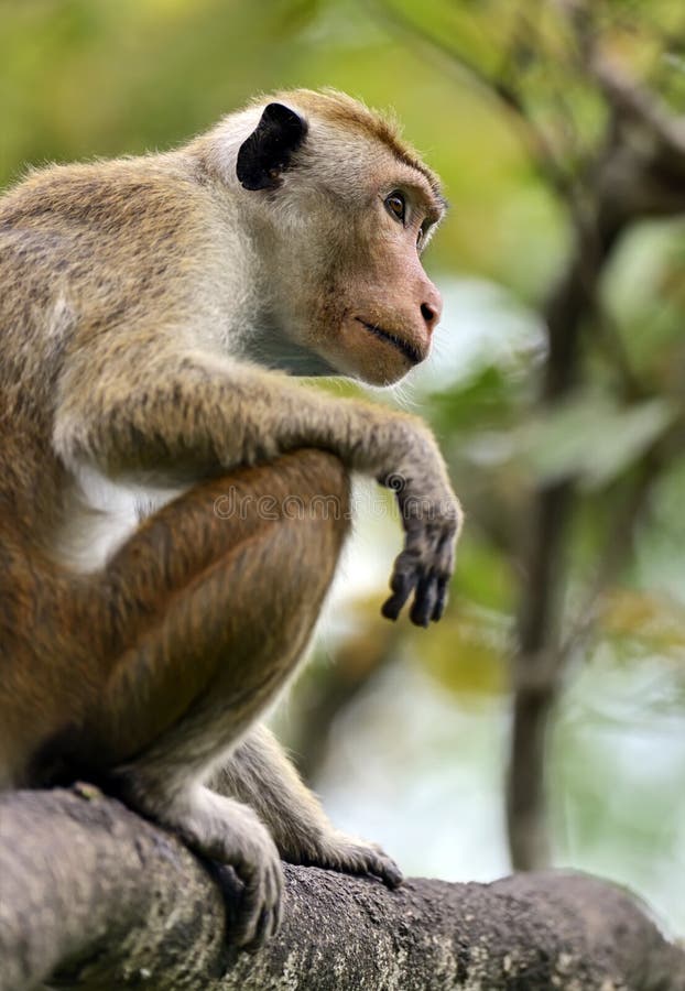 Macaca stock photo. Image of monkey, temple, primate - 63967494