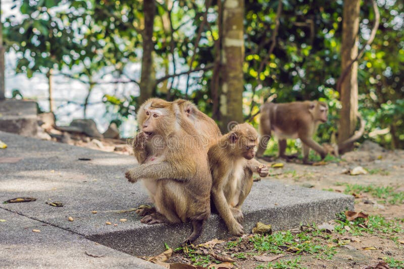 A Macaca Monkey, Khao Toh Sae Viewpoint on the Highest Hill in P Stock ...