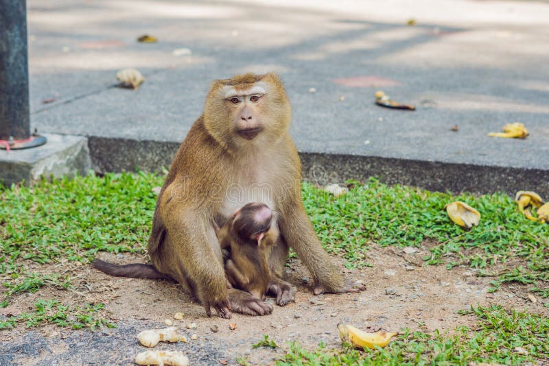 A Macaca Monkey, Khao Toh Sae Viewpoint on the Highest Hill in Phuket ...
