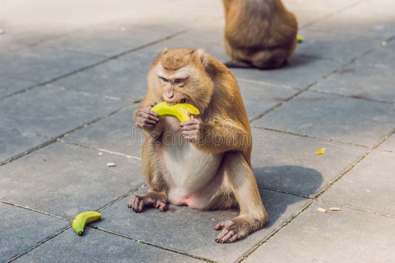 A Macaca Monkey, Khao Toh Sae Viewpoint on the Highest Hill in P Stock ...