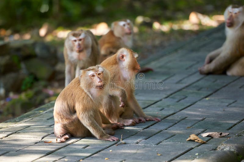 A Macaca Monkey, Khao Toh Sae Viewpoint on the Highest Hill in Stock ...