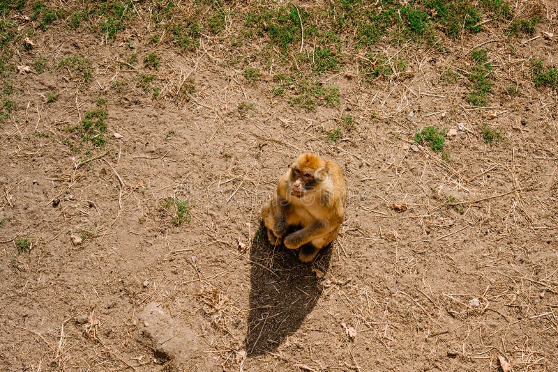 2,755 Monkey Top View Stock Photos - Free & Royalty-Free Stock Photos ...