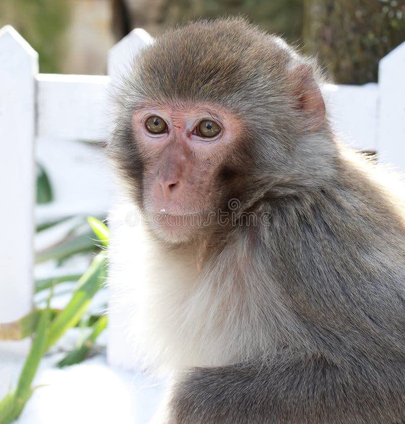 Macaca mulatta stock image. Image of monkey, closeup - 18856339