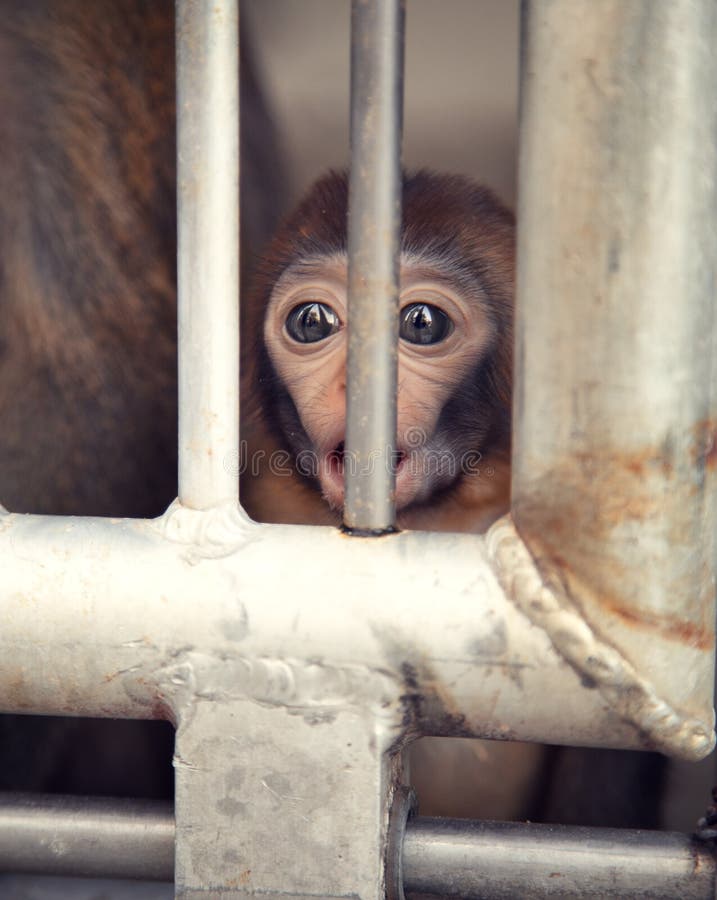 Sad Monkey in Cage Wallpaper Stock Image - Image of loneliness, depress ...