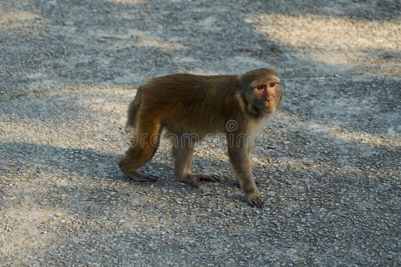 Macaca Mulatta Monkey Waking on Asphalt Ground with Sunlight Stock ...