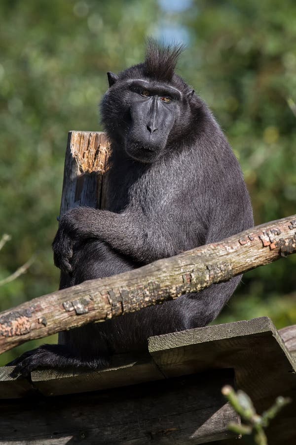 Macaca nigra stock photo. Image of crested, black, indonesia - 35084454