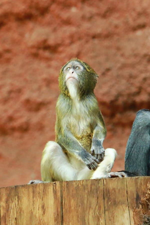Macaca Sylvanus Sitting on Trunk Stock Photo - Image of macaque ...