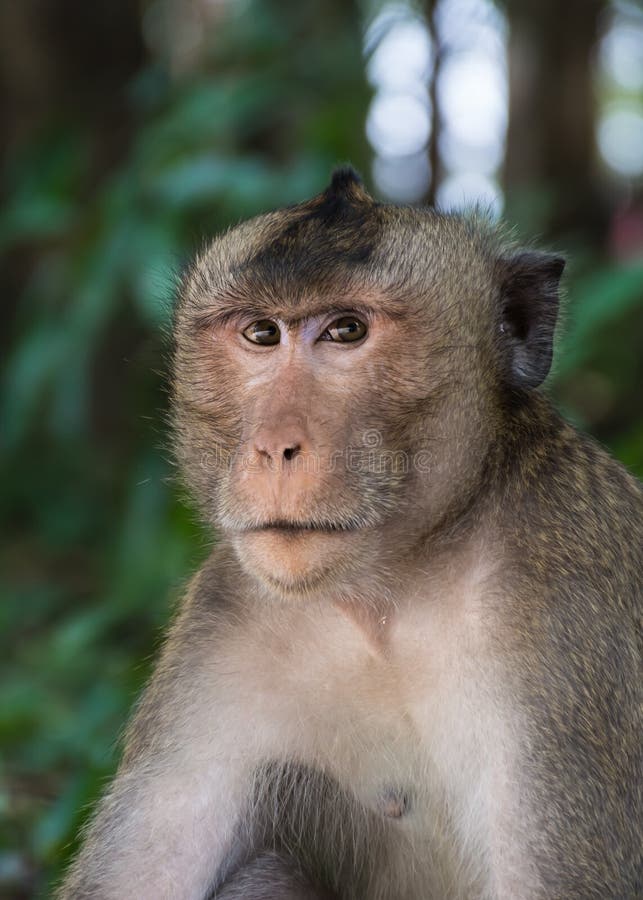 Macaco imagem de stock. Imagem de nantes, animal, camada - 110507401