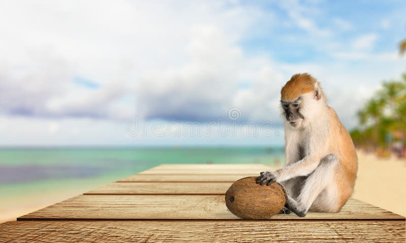 Macaco imagem de stock. Imagem de coco, primata, animal - 119773117
