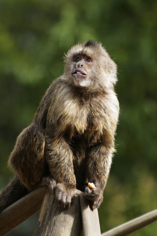 Macaco imagem de stock. Imagem de animal, pele, organismo - 12688327