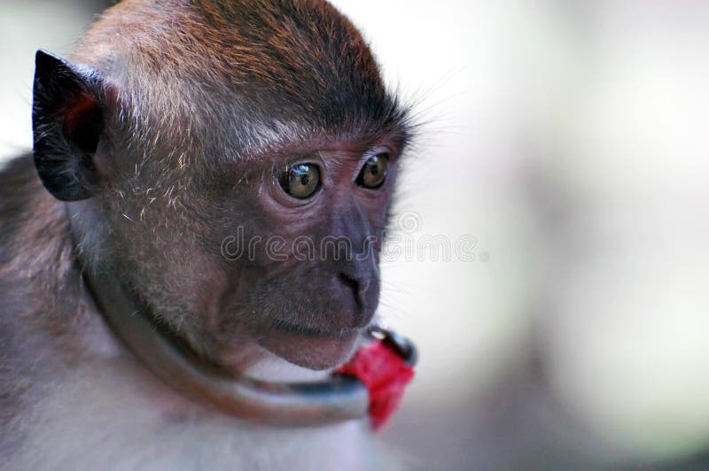 Macaco imagem de stock. Imagem de beleza, curso, cabelo - 13861981