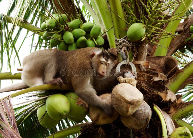 Tailândia, Koh Samui: Macaco Que Colhe O Coco Imagem de Stock - Imagem ...