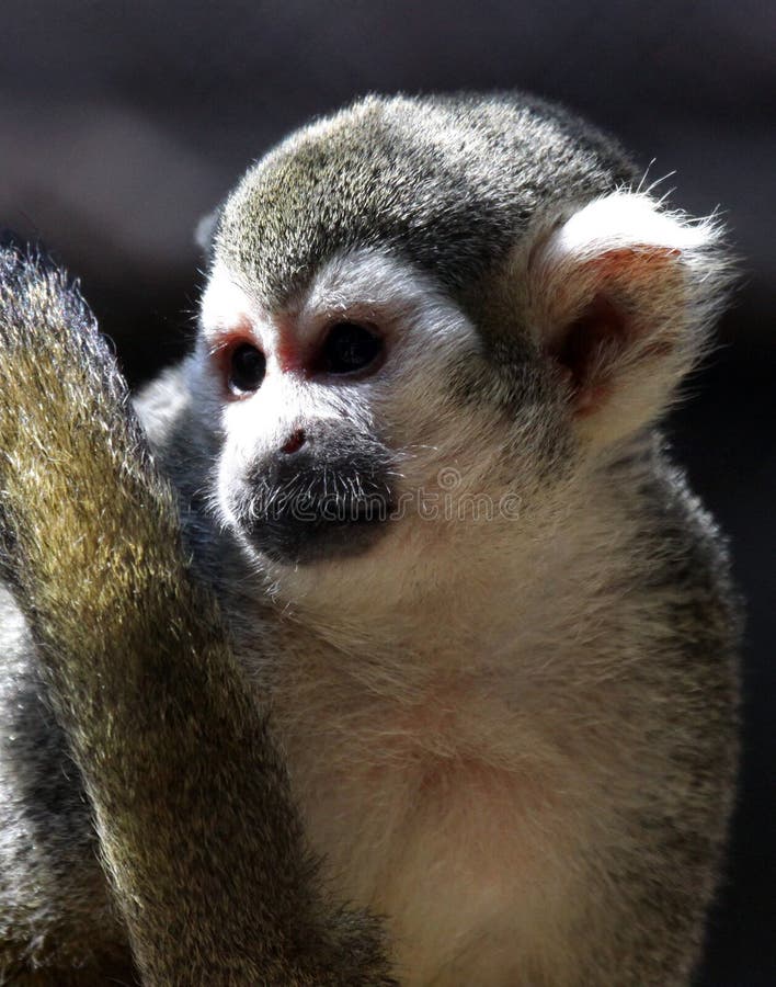 Macaco-esquilo fofo imagem de stock. Imagem de dentes - 4965265