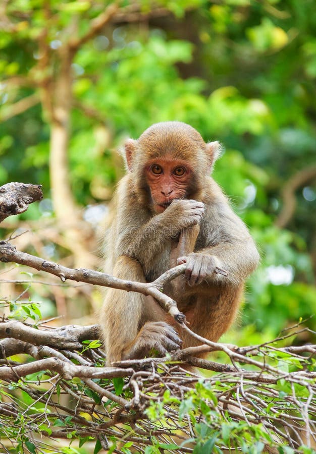 Macaco foto de stock. Imagem de curso, macaco, posse - 24934936