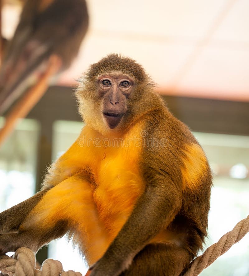 Macaco engraçado na árvore foto de stock. Imagem de animais - 14489706