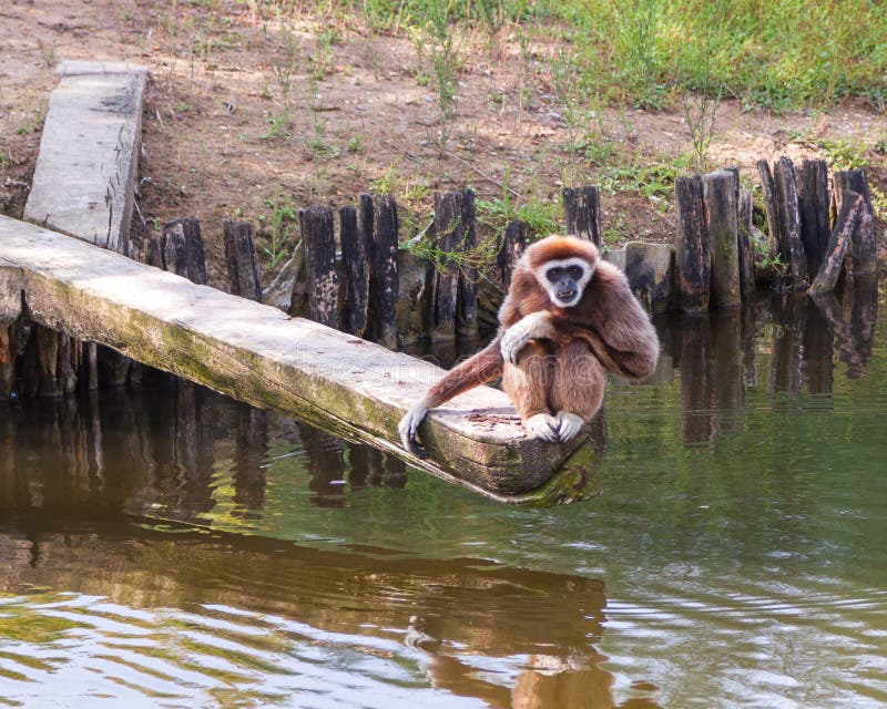 Macaco louco que grita foto de stock. Imagem de isolado - 10349886