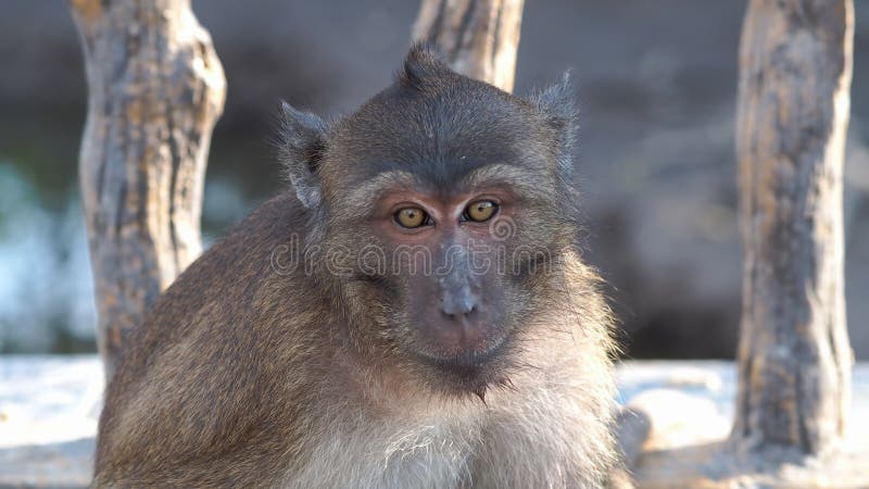 Retrato Do Macaque Tibetano Selvagem & Do X28; Thibetana& X29 Do Macaca ...