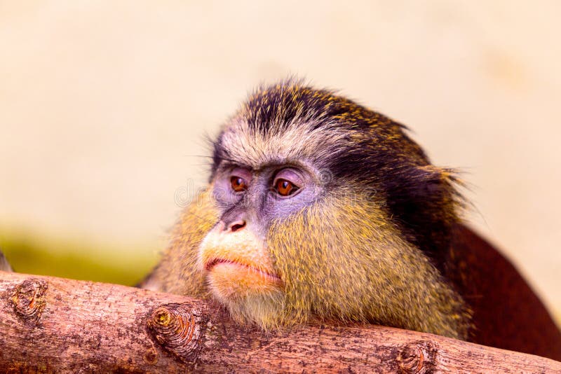 Macaco Foto de Stock - Imagem: 59860735