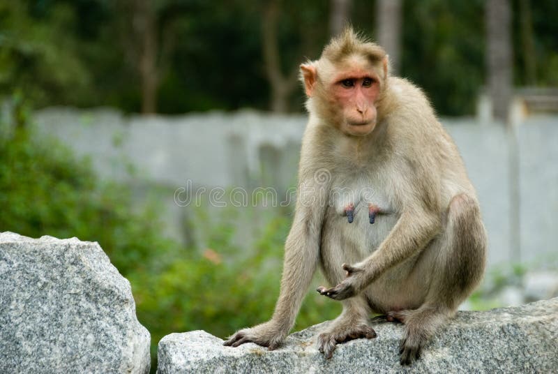 Macaco imagem de stock. Imagem de fêmea, primata, criatura - 7488517