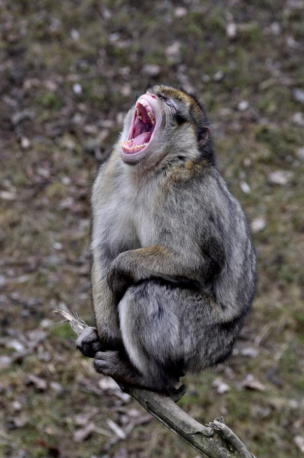 Macaco Chorando Na Floresta Foto de Stock - Imagem de grande, filial ...