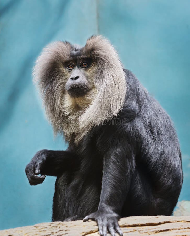 Macaco Pequeno Com Nariz Branco Foto de Stock - Imagem de macaco ...