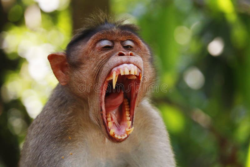 Macaco Abre Amplamente a Boca E Mostra Dentes Afiados Imagem de Stock ...