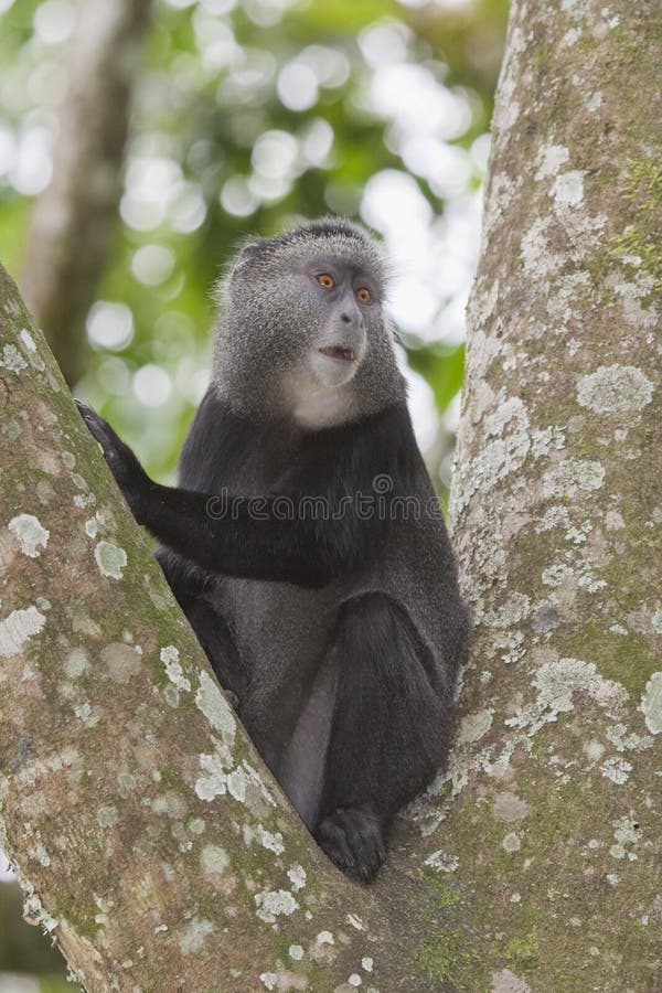 Macaco azul. imagem de stock. Imagem de primata, azul - 14303871