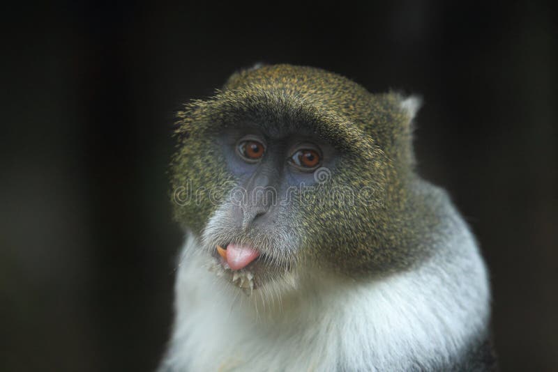 Macaco Azul Que Senta-se Na árvore Imagem de Stock - Imagem de folheia ...