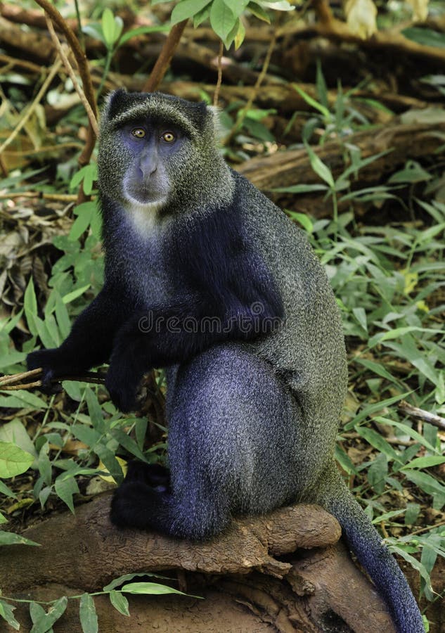 Macaco Azul Que Senta-se Na árvore Imagem de Stock - Imagem de ambiente ...