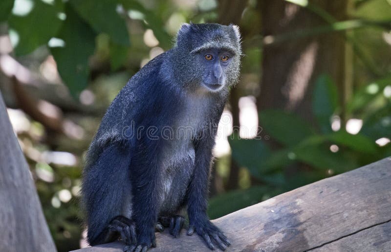 Macaco azul. imagem de stock. Imagem de primata, azul - 14303871