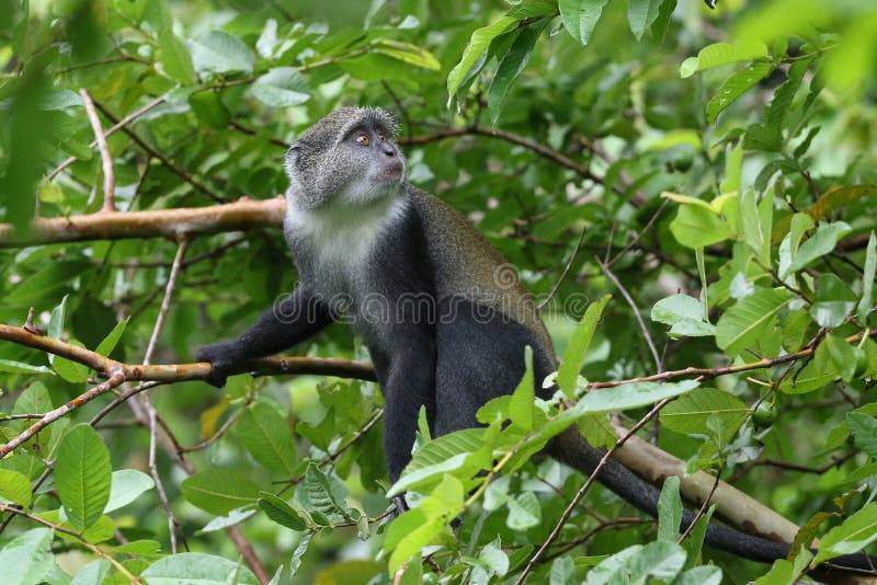 Macaco Azul Cercopithecus Mitis Jozani Floresta Tropical Zanzibar ...