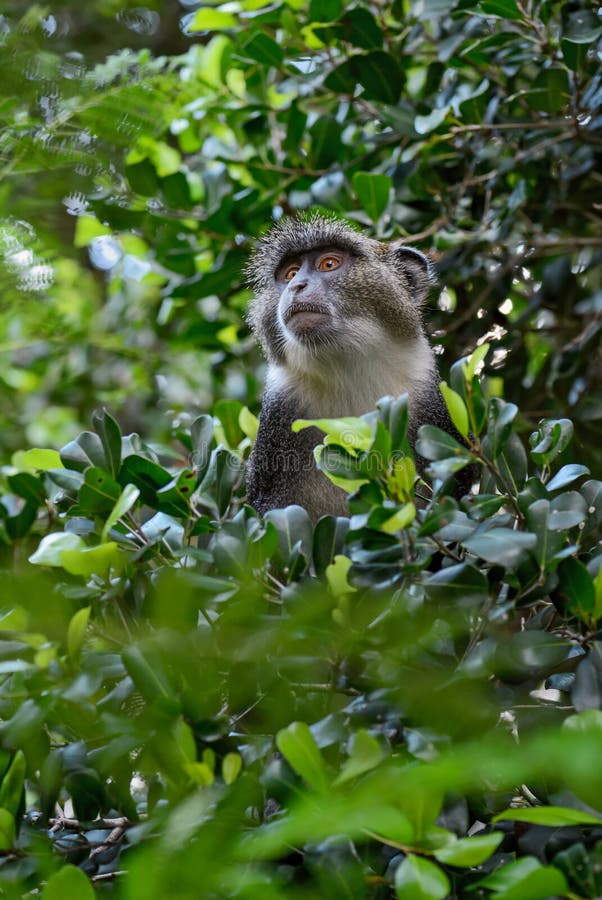 Macaco-azul Cercopithecus Mitis Foto de Stock - Imagem de congo, nave ...