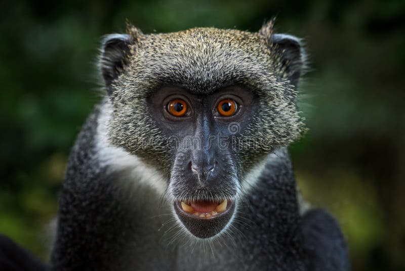 Macaco Azul - Mitis Do Cercopithecus, Kenya, África Imagem de Stock ...