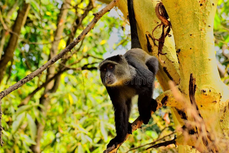Macaco azul na selva foto de stock. Imagem de macaco - 259836100
