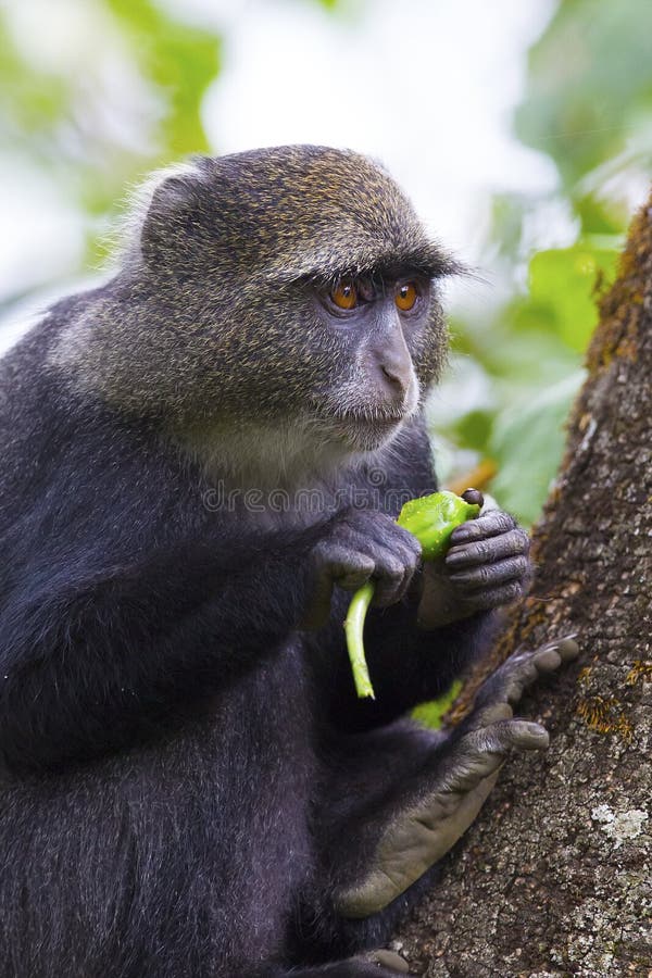 Macaco Azul Que Senta-se Na árvore Imagem de Stock - Imagem de ambiente ...
