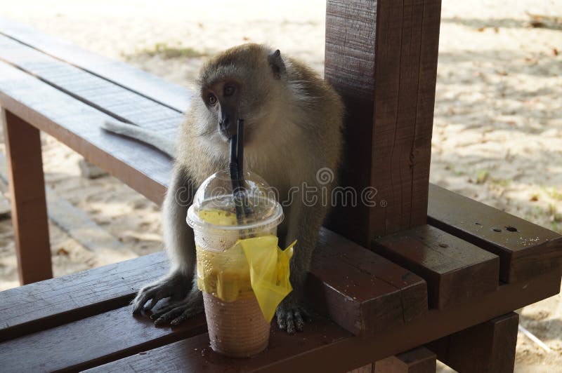 Macaco Bebendo Uma Bebida Através Da Palha Imagem de Stock - Imagem de ...