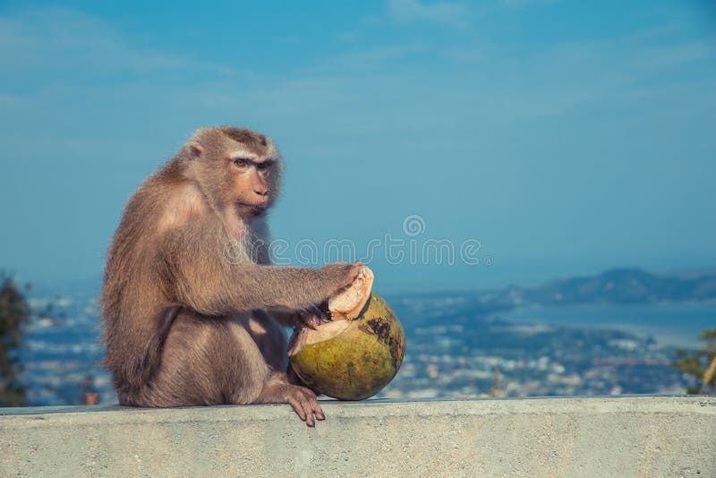 Macaco Bonito Que Come O Coco Foto de Stock - Imagem de naughty ...