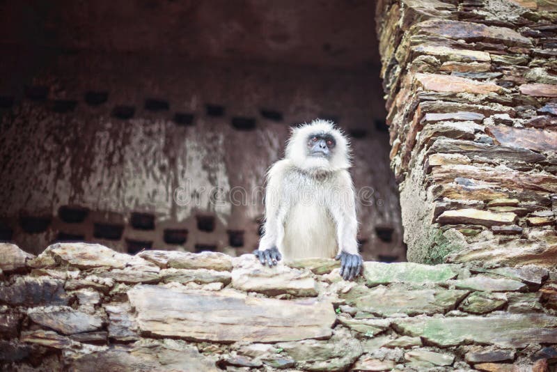 Macaco branco imagem de stock. Imagem de captiveiro, primitivo - 28571287
