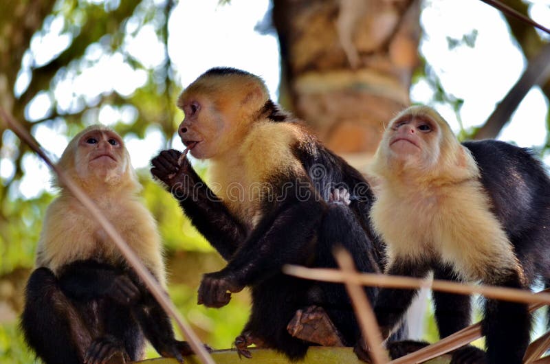 Macaco branco da cara foto de stock. Imagem de forma - 40356698