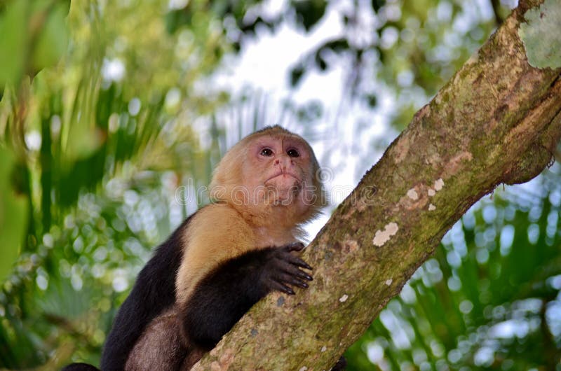 Macaco branco da cara foto de stock. Imagem de primata - 40356712