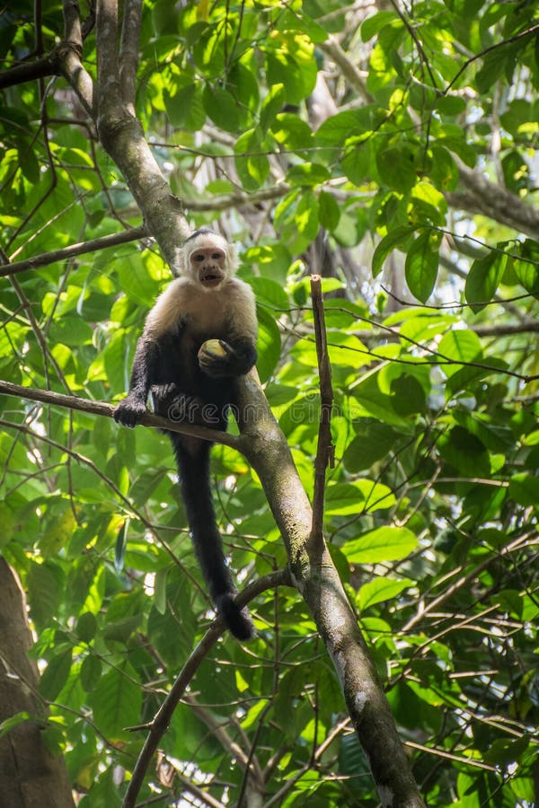 Macaco Branco-dirigido Com Um Fruto Em Corcovado Imagem de Stock ...