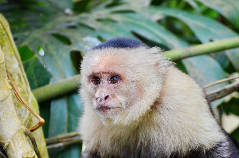Macaco Branco-dirigido Do Capuchin Imagem de Stock - Imagem de exterior ...