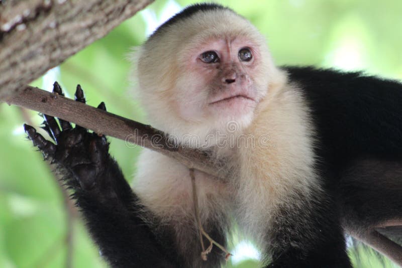 Macaco Branco-dirigido Do Capuchin Foto de Stock - Imagem de selva ...