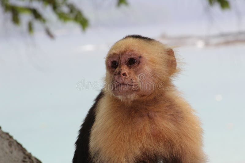 Macaco Branco-dirigido Do Capuchin Foto de Stock - Imagem de macaco ...